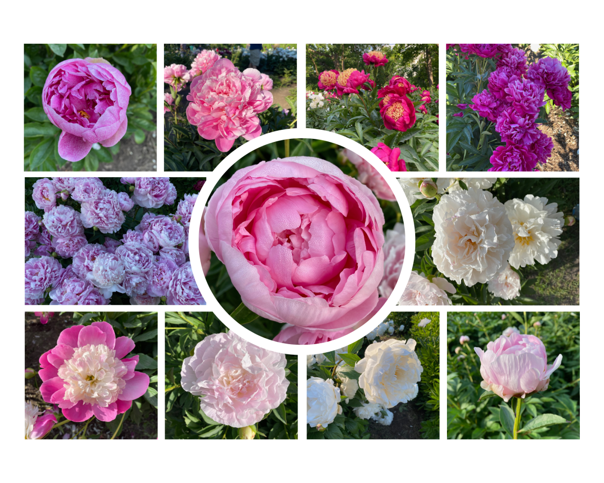 Weekly Wanderings: May 26, 2024 – Maura Elizabeth Cunningham