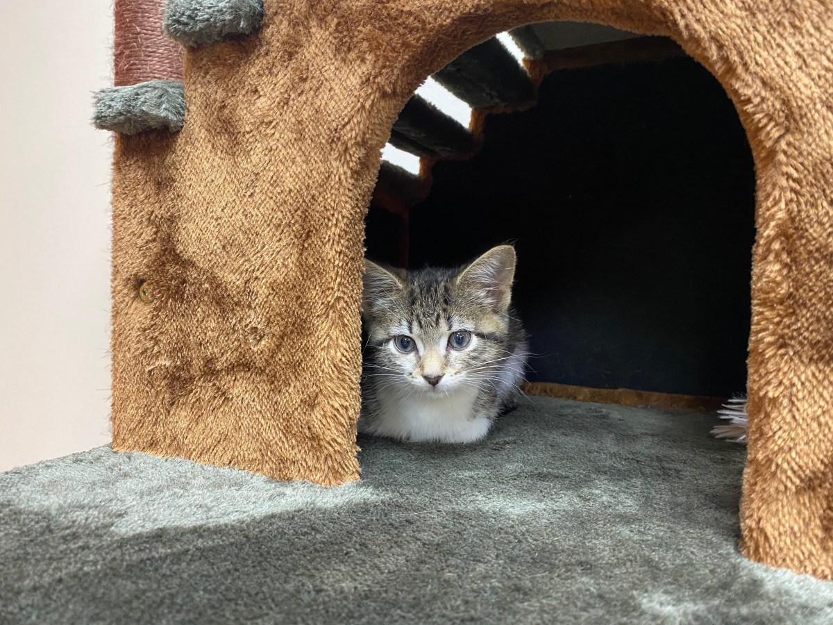 Weekly Wanderings: November 10, 2024 – Maura Elizabeth Cunningham