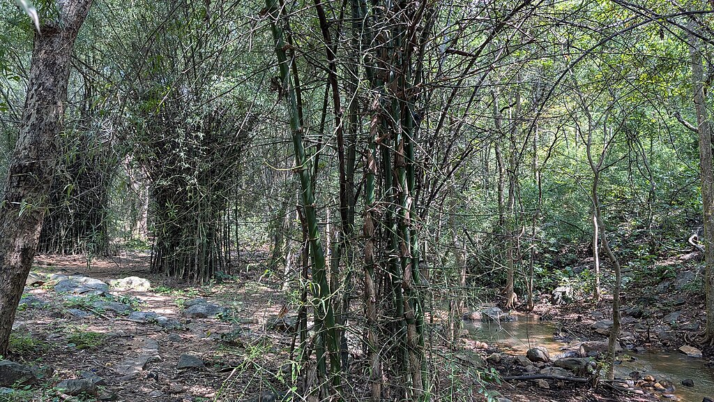 Wall Street Journal: “Twins Torn Apart” – Maura Elizabeth Cunningham